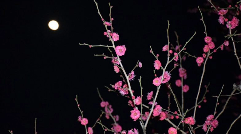 Super Flower Moon 2020 Date and Time: How and When to See the Fourth ...