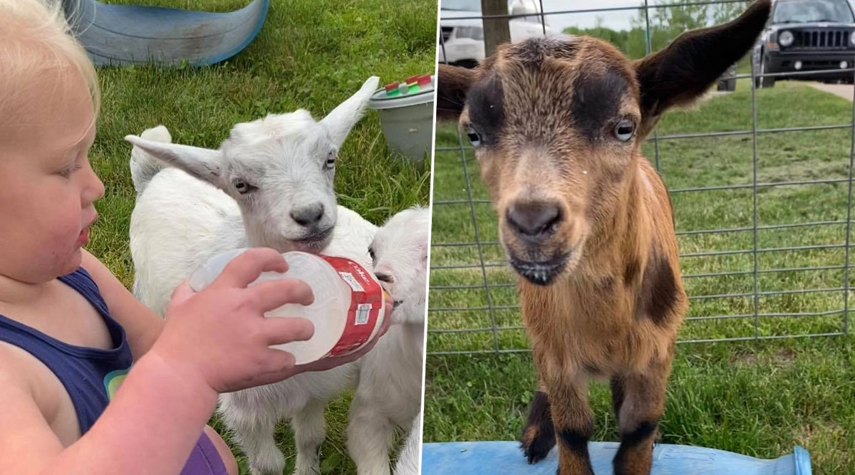 Viral News | 6 Stolen Baby Goats Returned to Nashville Farm by ...