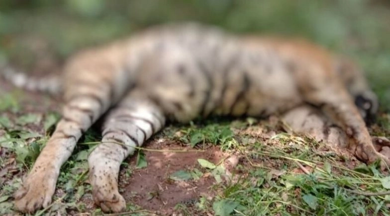 Tiger Found Dead in Kerala's Wayanad Wildlife Sanctuary, Carcass Sent ...