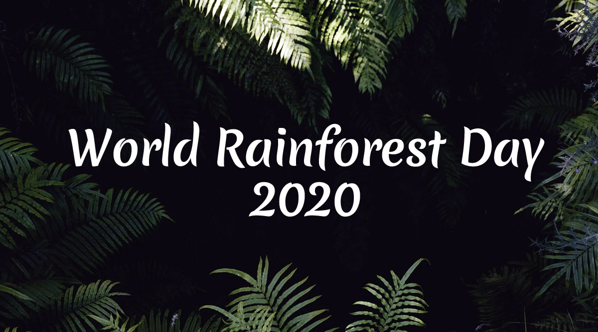 Festivals & Events News | World Rainforest Day 2020: Significance of ...