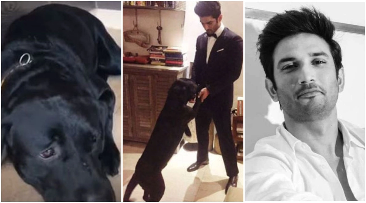 Fact Check News | Sushant Singh Rajput's Pet Dog Fudge Is Alive and ...