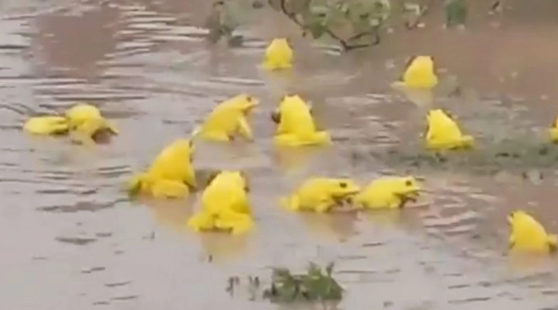 Video of Yellow Frogs Changing Colour to Attract Females Goes Viral! 6 ...