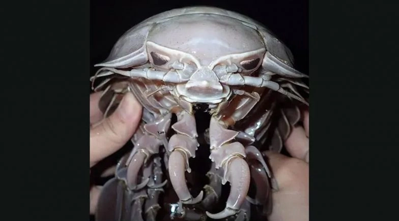 New Species of 14-Legged Sea Cockroach Found in Indian Ocean Will Leave ...