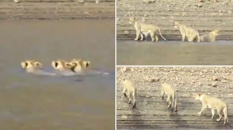 Video of Three Lionesses Swimming Across a Shetrunji River in Gujarat ...