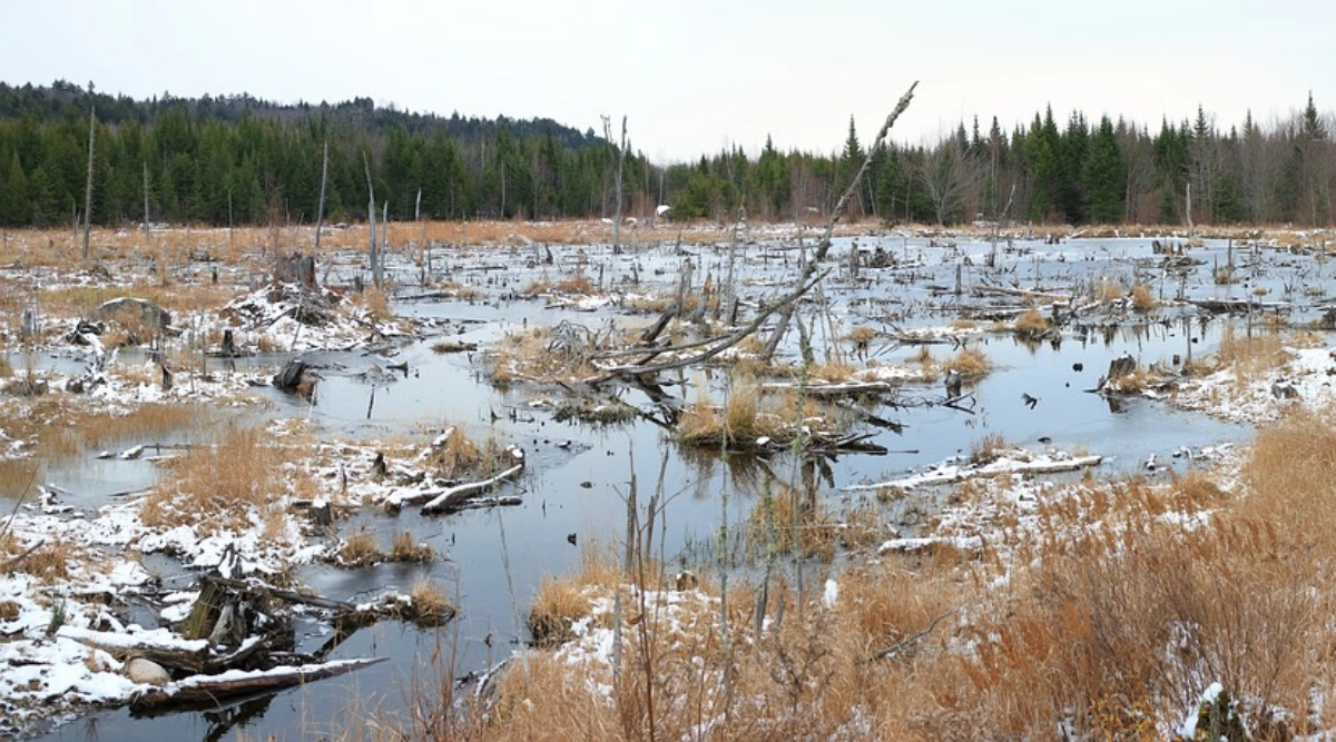 Science News | Arctic Fires FAQs: 'Are There Wildfires in the Arctic ...