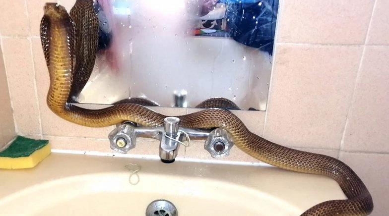 Cobra Snake Freezing to Death Rescued From Cold Construction Site in ...