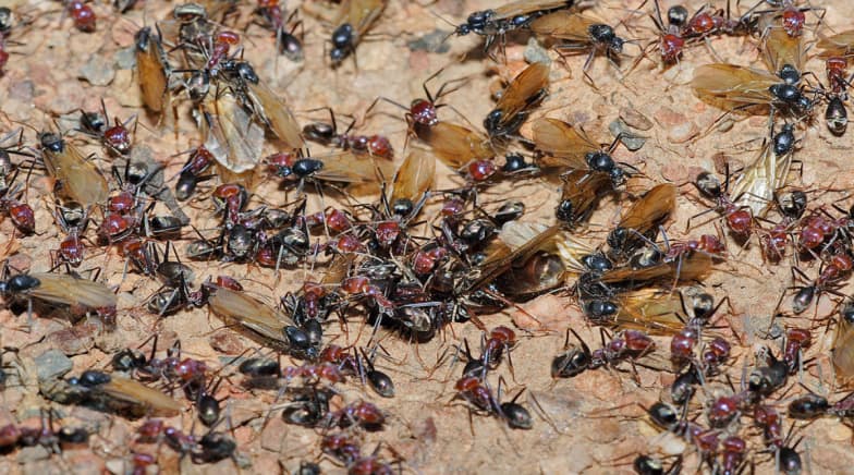 Murder Hornets, Locusts and Now Flying Ants! Giant Swarms of Mating ... Murder Hornets, Locusts and Now Flying Ants! Giant Swarms of Mating ...