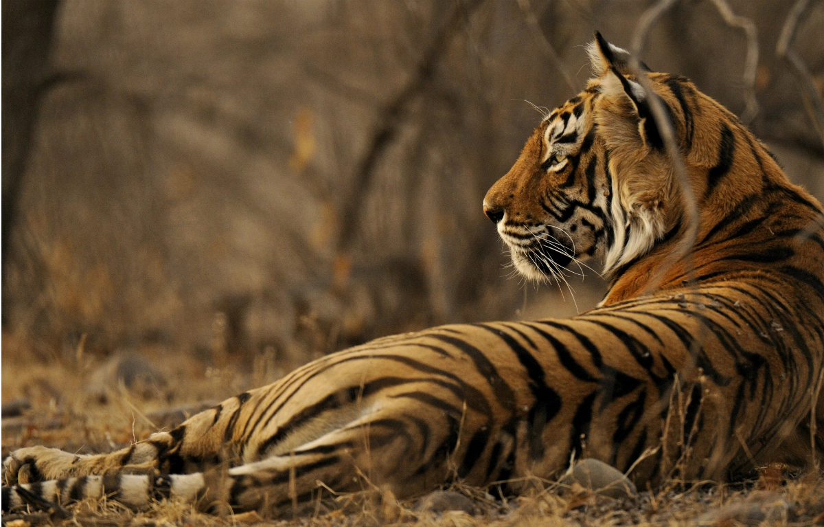 International Tiger Day 2020 HD Photos: Here Are 10 Interesting Facts ...
