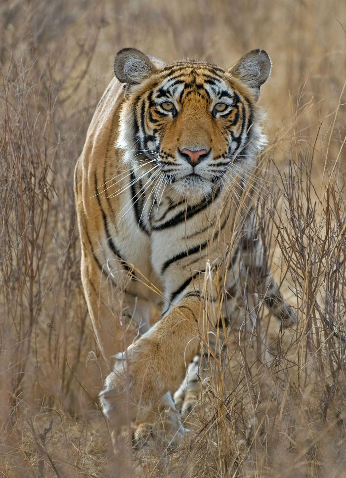 International Tiger Day 2020 HD Photos: Here Are 10 Interesting Facts ...