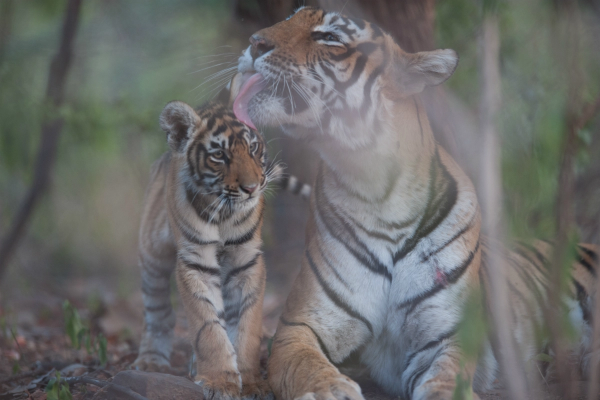 International Tiger Day 2020 HD Photos: Here Are 10 Interesting Facts ...