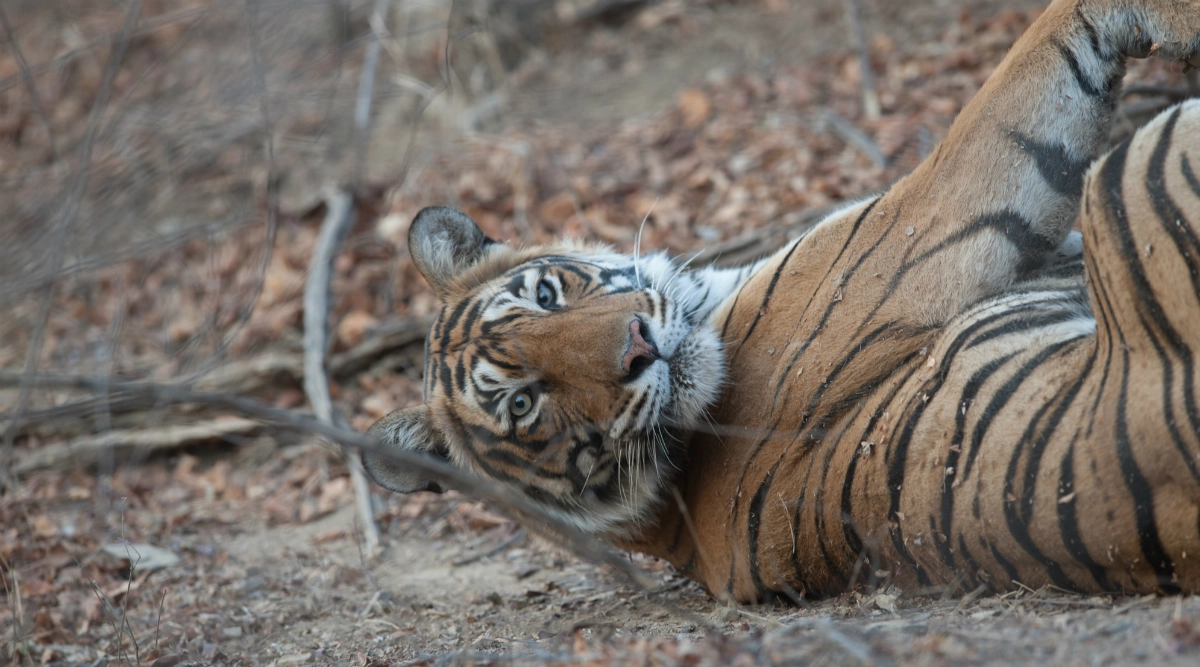 International Tiger Day 2020 HD Photos: Here Are 10 Interesting Facts ...