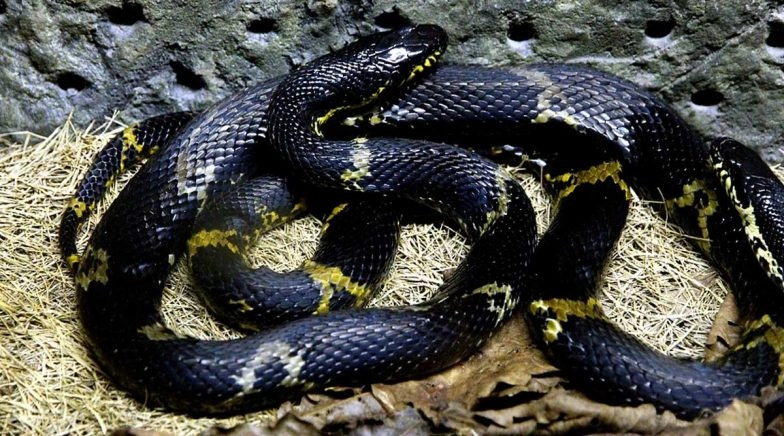 Massive Seven-Foot-Long Rat Snake Rescued From Garage in Agra Air Force ...