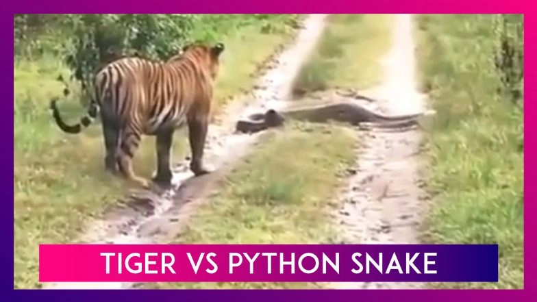 Tiger vs Python Snake Captured On Camera At Safari In Nagarhole | 📹 ...