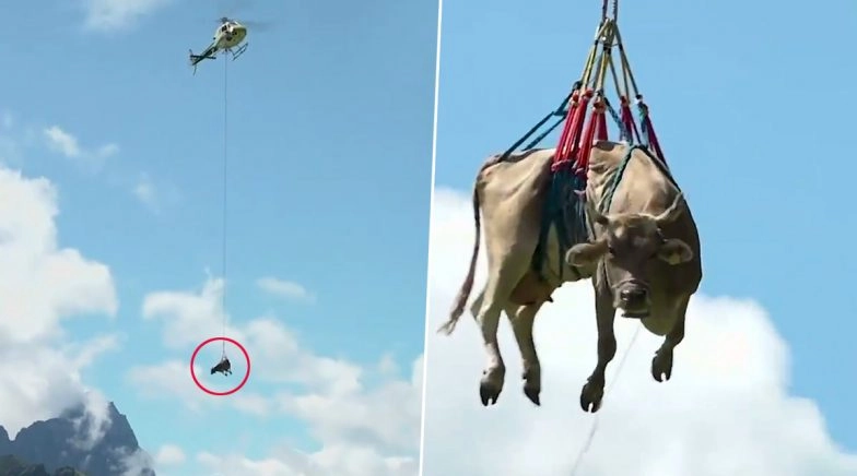 Cow Flying in the Air? Watch Viral Video of Injured Cow Being Airlifted ...