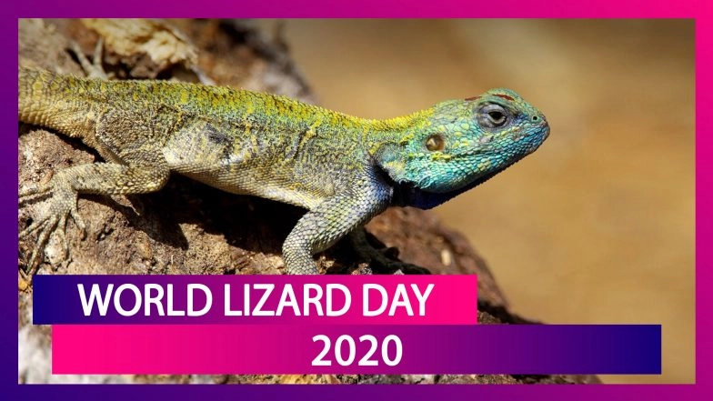 World Lizard Day 2020: Interesting Facts About Squamate Reptiles That ...