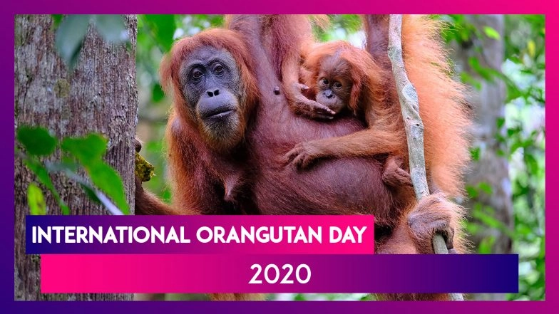 International Orangutan Day 2020: Interesting Facts About Orangutans ...