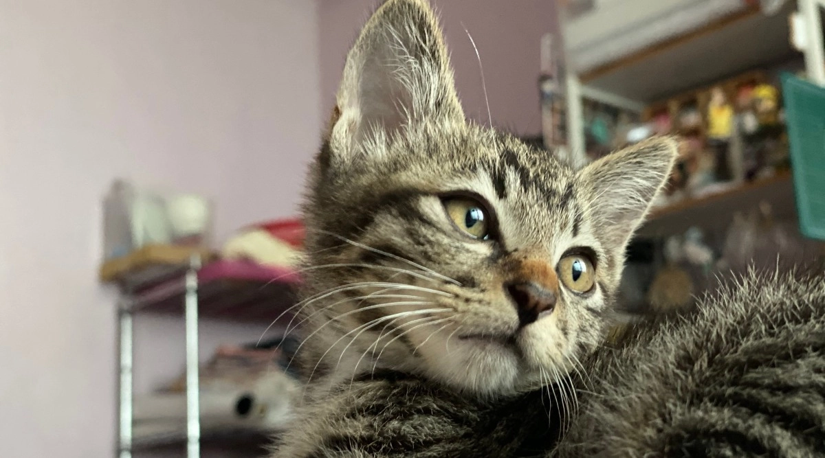 Viral News | International Cat Day 2020: Twitterati Share Purrfect ...