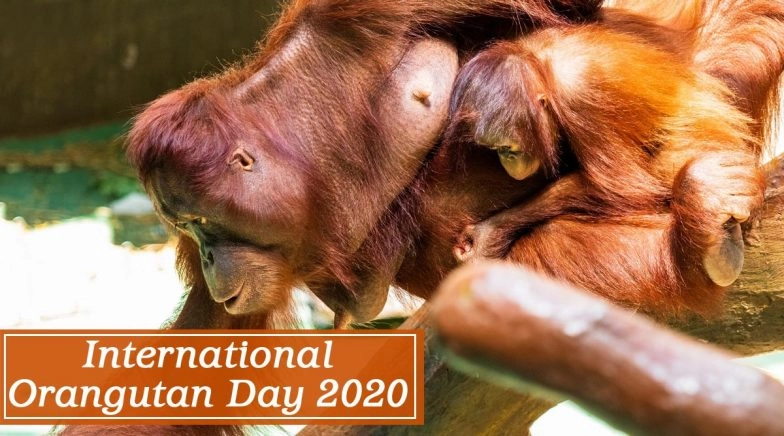 International Orangutan Day 2020 FAQs: From 'How Many Orangutans Are ...