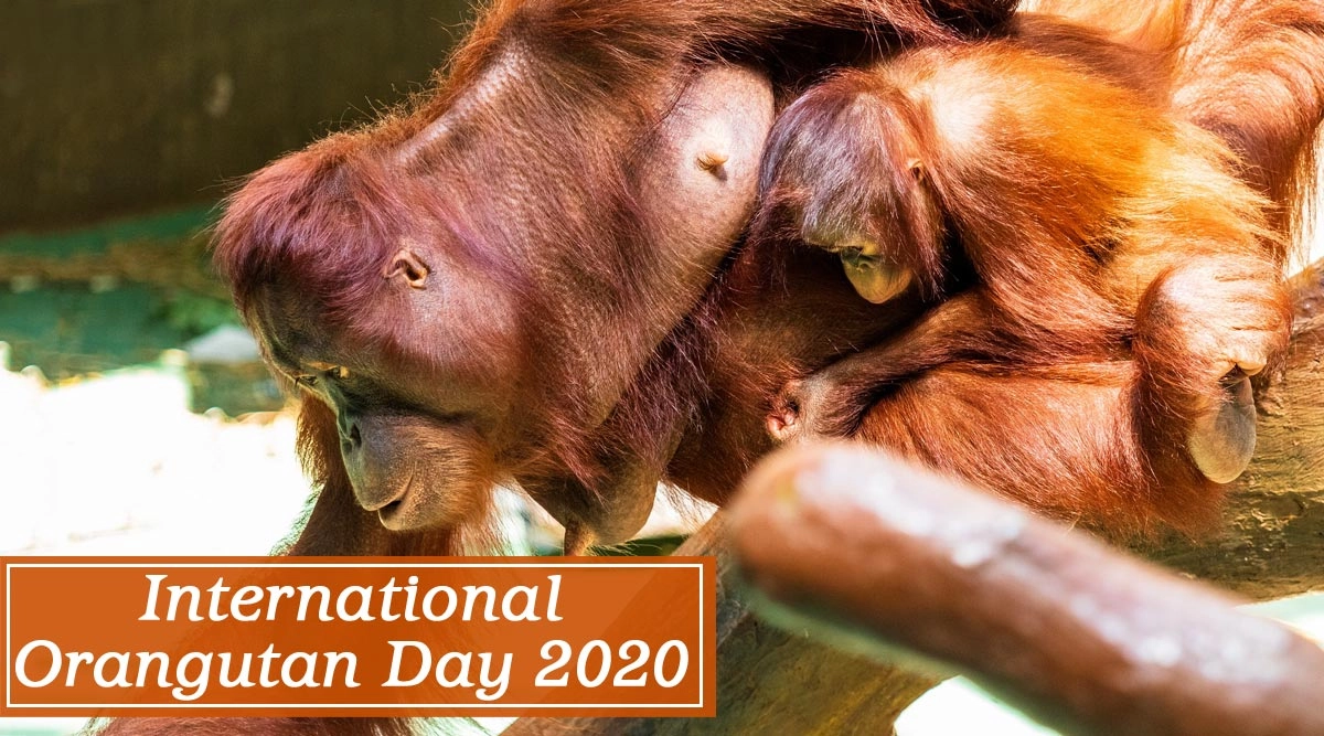 International Orangutan Day 2020: Cute Videos And Images of the Great ...