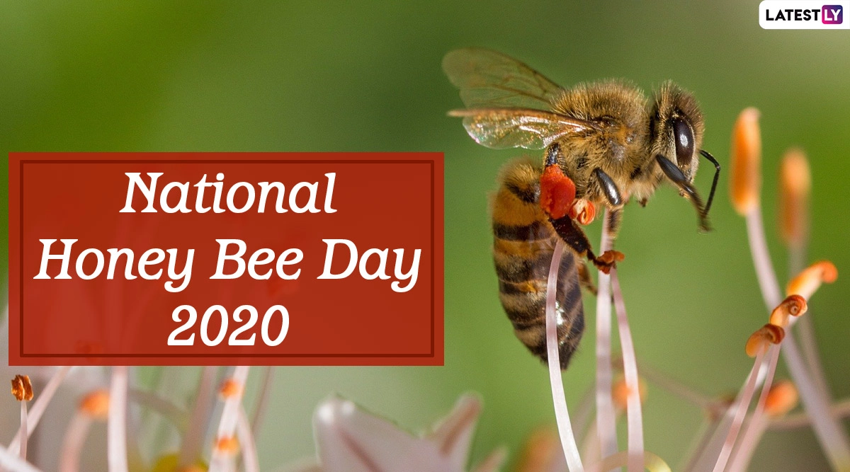 National Honey Bee Day 2020: What is Killing Honey Bee And How Can We ...