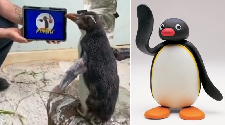 Penguin Pierre Gets Over Loneliness by Binge-Watching Animated Series ...