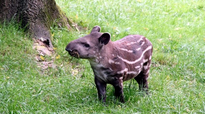 First Male Baby Tapir Born at Singaporean Night Safari Almost After a ...