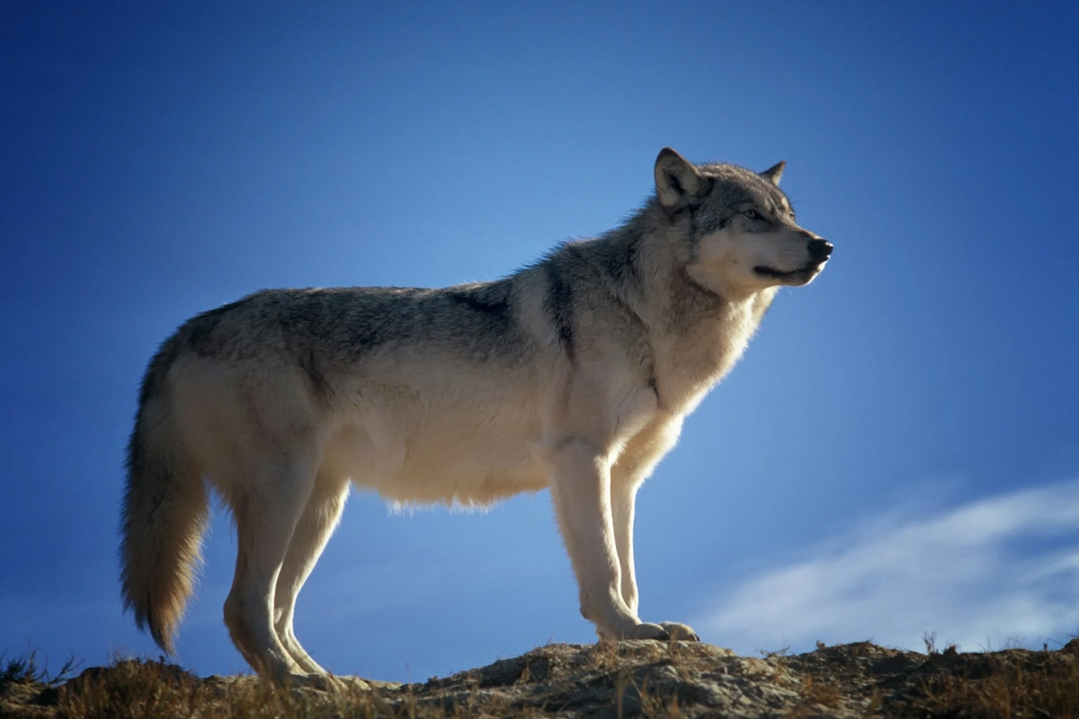 International Wolf Day 2020 Special: Interesting Facts and Photos of ...