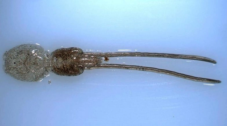 Sea Lice Invade Beaches of New Jersey After Tropical Storm; Are They ...