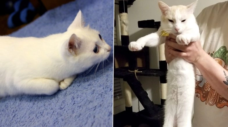 Nobiko, Famous ‘Longcat’ Viral Meme Feline Dead at 18, Netizens Share ...