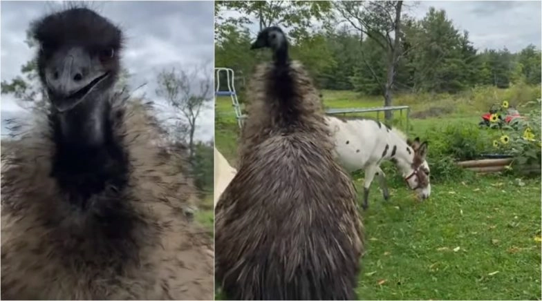 Jealous Emu Hisses at Woman Trying to Get Close to Her Mini Donkey ...