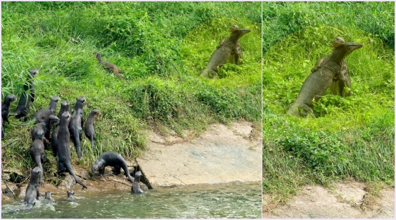 Two Monitor Lizards Fighting Each Other in Singapore Gets an Audience ...