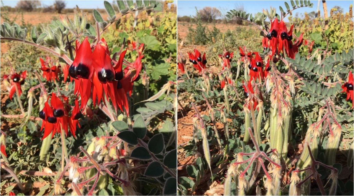Sturt's Desert Pea Blooms Across South Australia, State's Bright Red ...