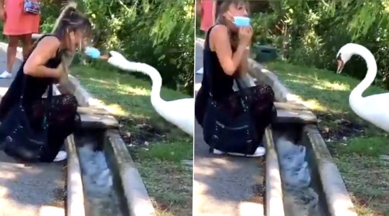 Swan Makes Woman Wear Her Mask The Tough Way, Viral Video is Both Funny ...