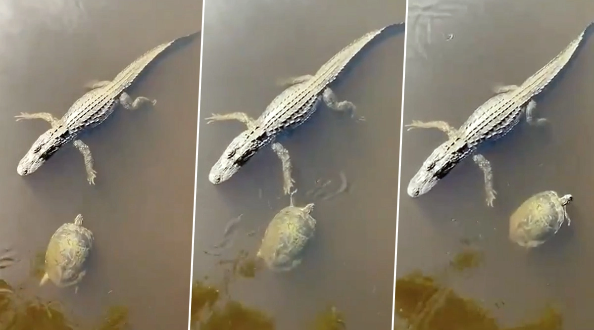 Viral News | Turtle Gives a High-Five to Crocodile as it Swims by ...