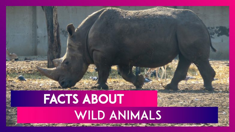National Wildlife Day 2020: 10 Interesting Facts About Wild Animals | 📹 ...