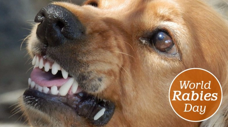 World Rabies Day 2020 Myths and Facts: From Transmission to Vaccination ...