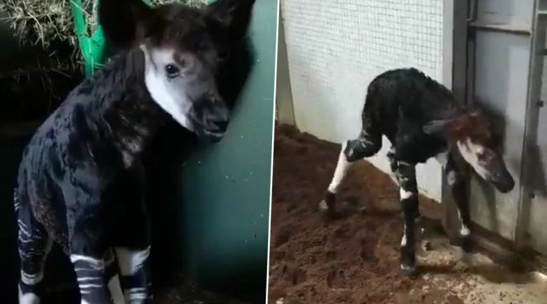 Baby Okapi, Endangered Forest Giraffe Born at ZSL London Zoo Takes His ...