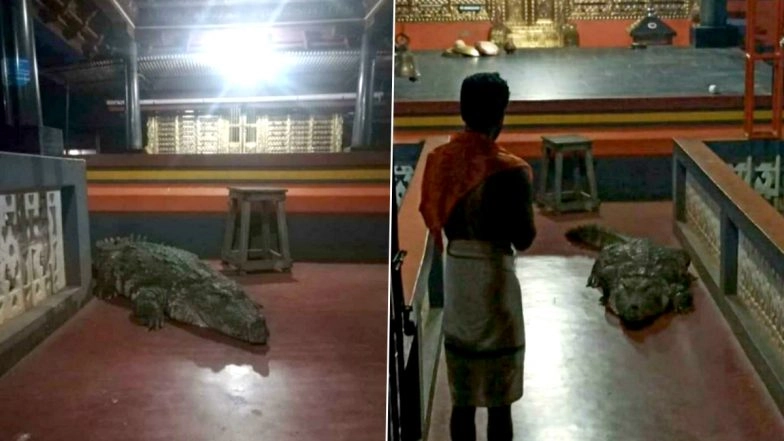 'Holy' Crocodile Babiya Enters Kerala's Ananthapura Lake Temple in ...