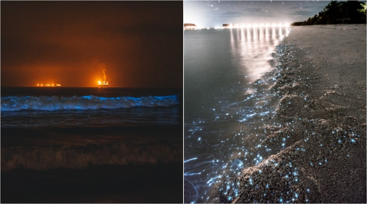 Viral News | What Causes Bioluminescent? FAQs on the Blue Light That ...