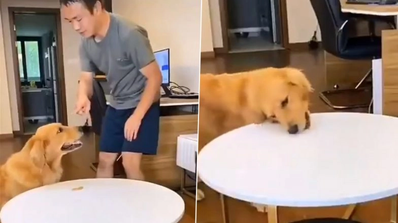 Dog's Self-Control Challenge Goes Viral, Canine Eats Treat And Keeps ...