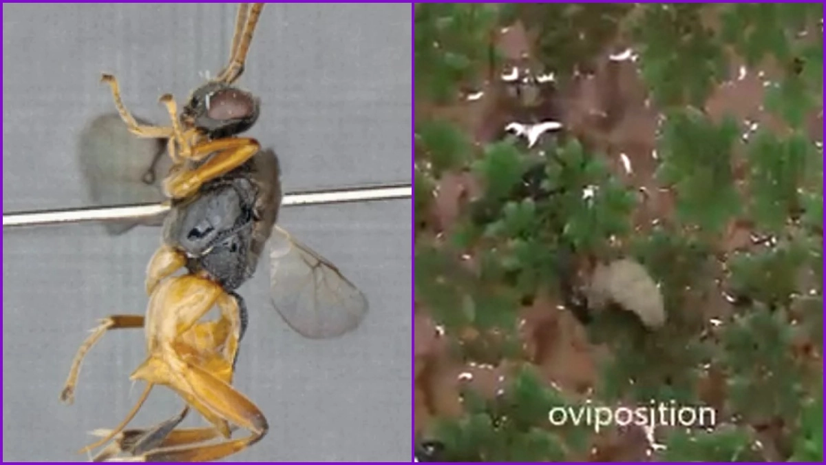 Science News | 'Godzilla Wasp' Discovered in Japan Can Swim Underwater ...