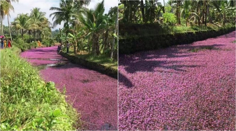 Pink Flowers Adorn Kerala's Kozhikode Village Avala Pandi as Forked ...