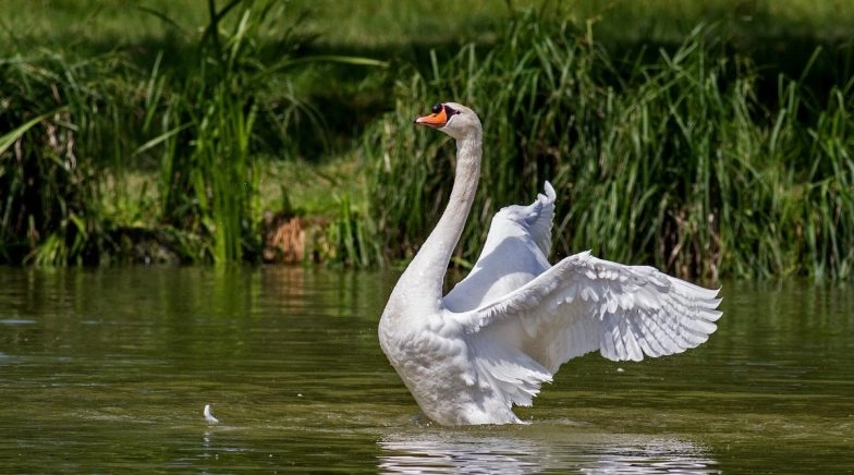 Swan Deaths in UK Linked to Bird Flu, Investigated for Avian Flu ...