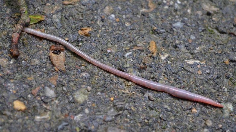 Jumping 'Snake Worms' Are Taking Over US Forests And It's a Reason to ...