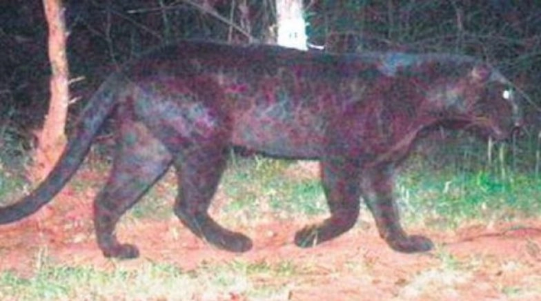 Rarely-Seen Black Panther Spotted on Camera Trapping for First Time at ...