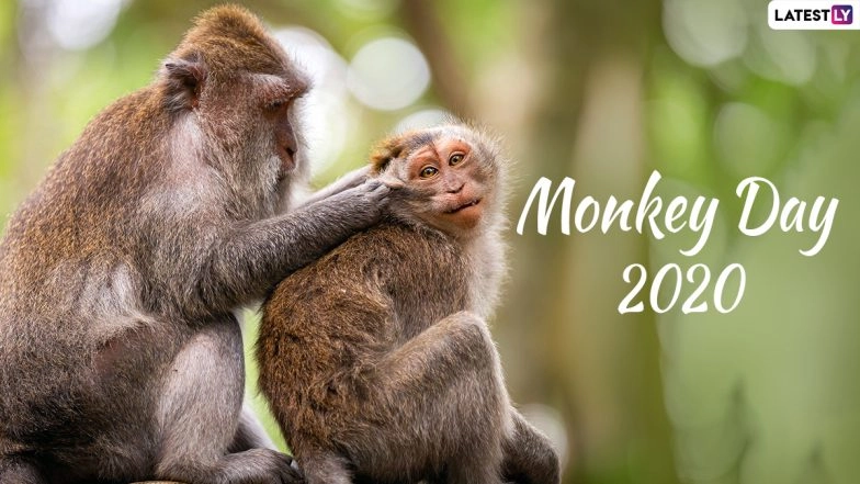 Monkey Day 2020 Date And Significance: Know the History And Events That ...