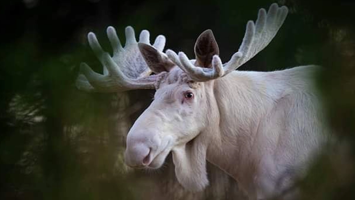 'White Christmoose' Spotted! Moose With Rare Genetic Condition Seen ...