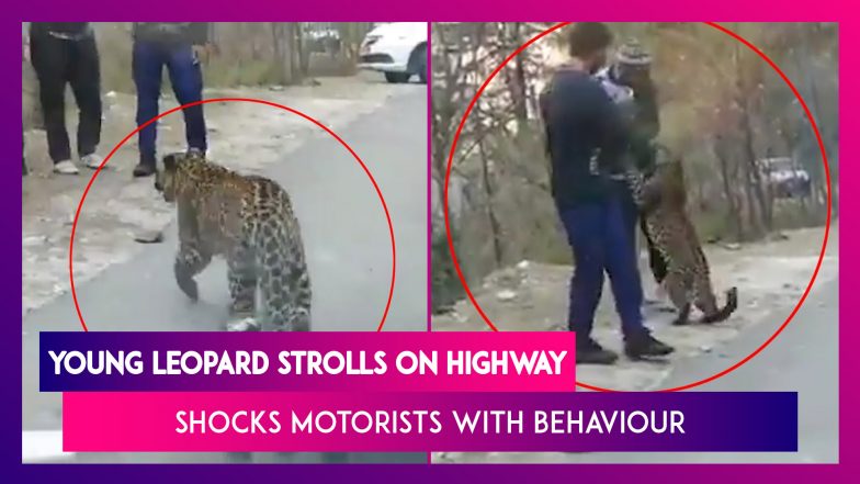 Young Leopard Strolls On Highway, Shocks Motorists With Behaviour ...