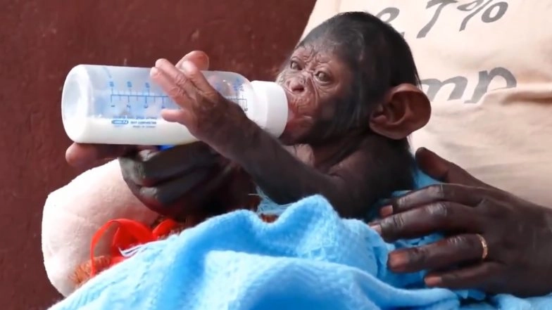 Orphan Baby Chimp Getting 'Milk Drunk' Will Remind You Of Your ...