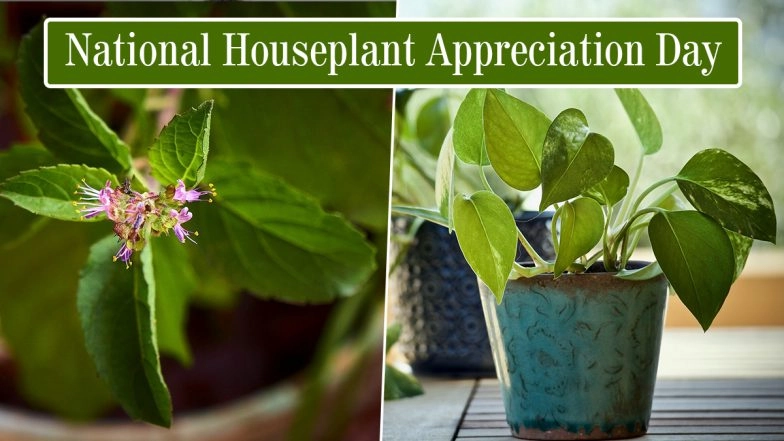 National Houseplant Appreciation Day 2021: From Money Plant to Tulsi, 8 ...